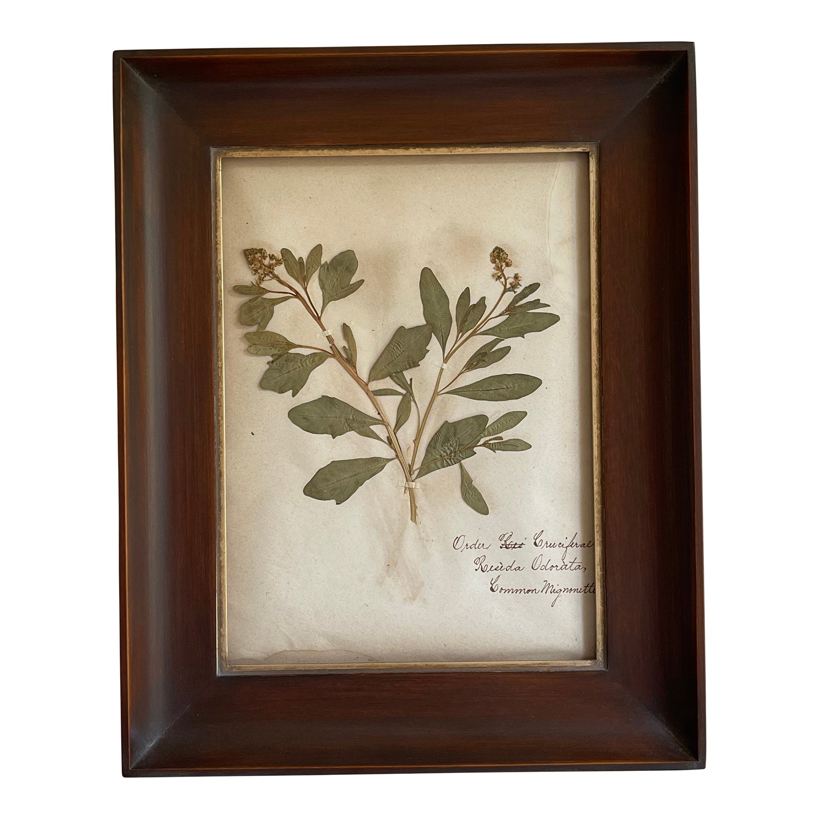 Antique Swedish Herbarium - Sweet Mignonette, Circa Late 19th Century ...