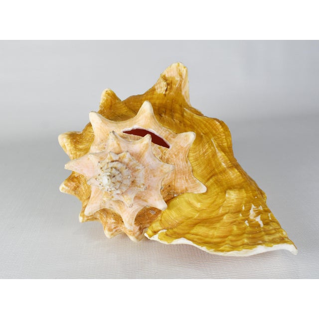 Vintage Natural Conch Shell Nautical Coastal Decor | Chairish