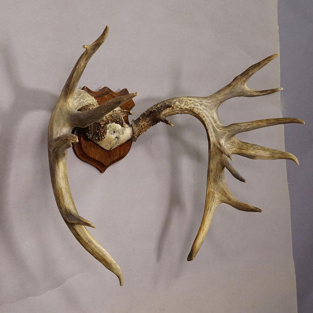 Large White Tailed Deer Trophy Mount on Wooden Plaque Ca. 1900s | Chairish