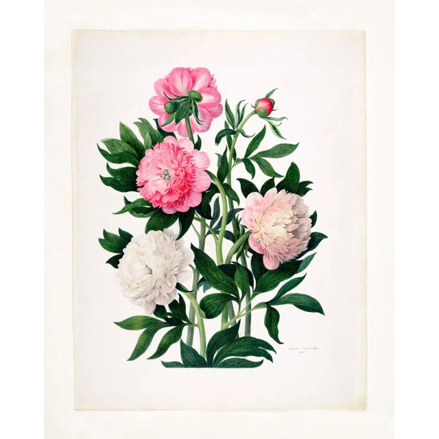 Victorian Botanical Prints - Set of 6 Peonies - 16" X 20" | Chairish