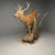 Life-Size Taxidermy Full Body Deer on Faux ConcreteBase, Barasingha ...
