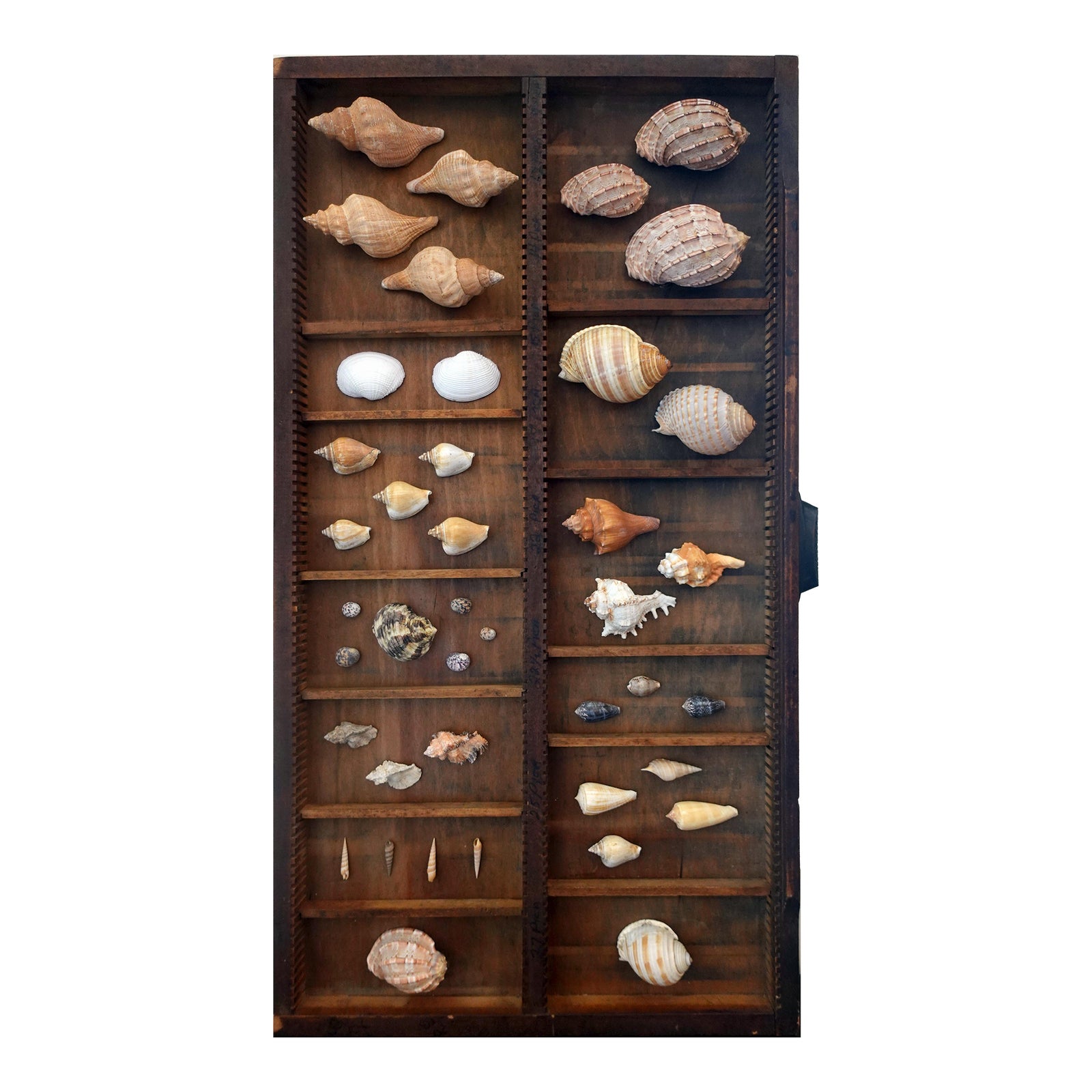Curated Shell Collection Wall Display | Chairish