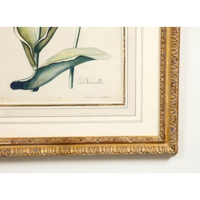 Christoph Jacob Trew "La Nouvelle" Tulip Hand-Colored Engraving 1750 ...