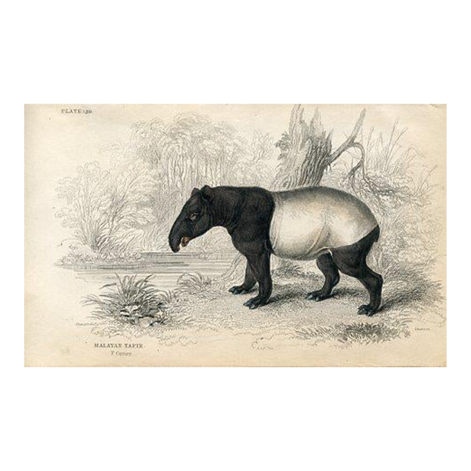 1830s, Malayan Tapir Print, Original Antique Mammal Engraving, England ...