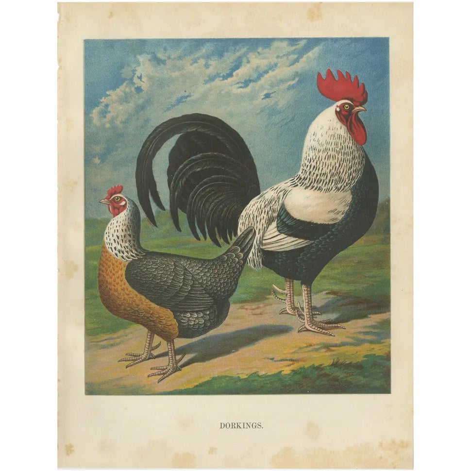 Christian Förster, The Noble Dorking Chicken, 1888, Lithograph, Print ...