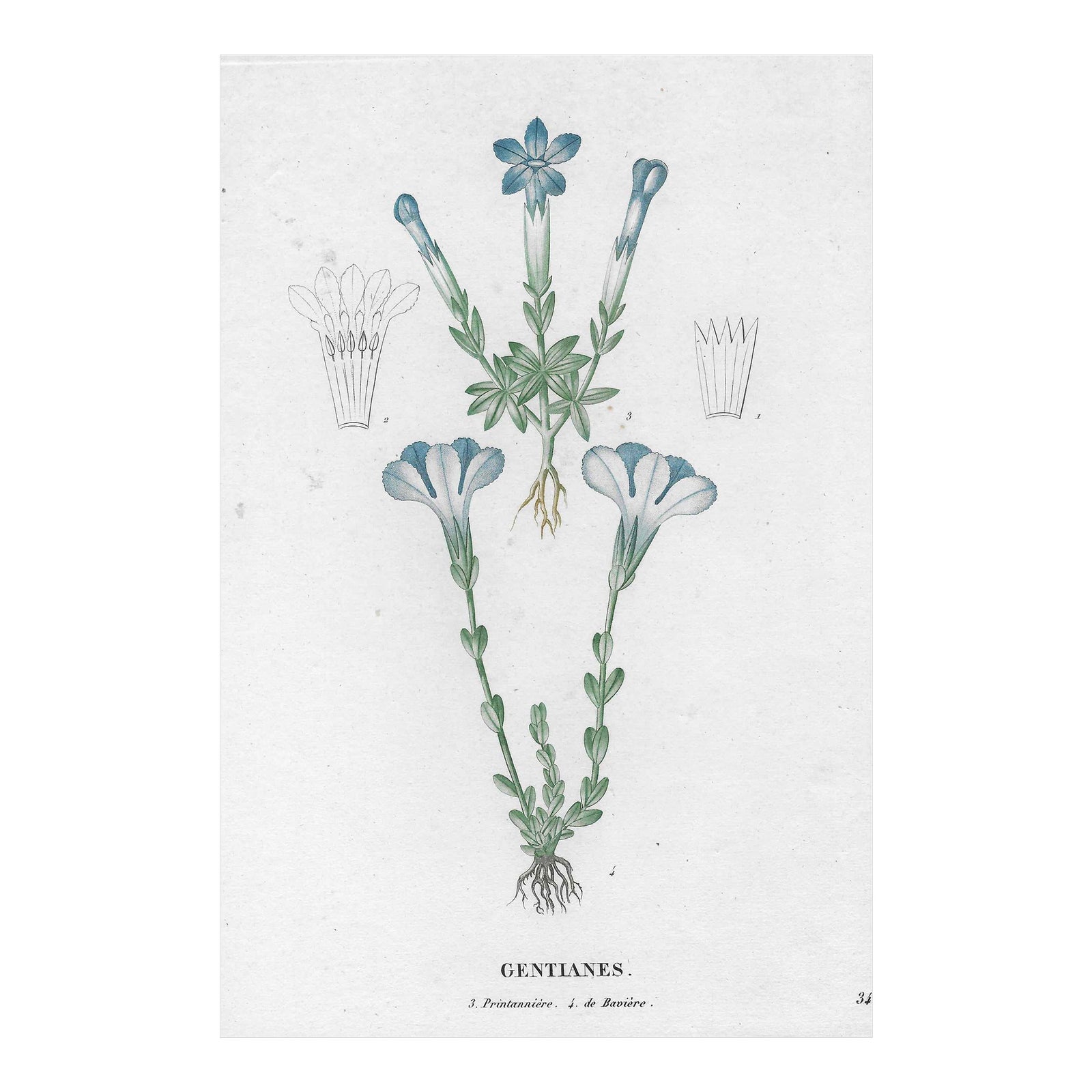 1828 Antique French Botanical Print | Chairish