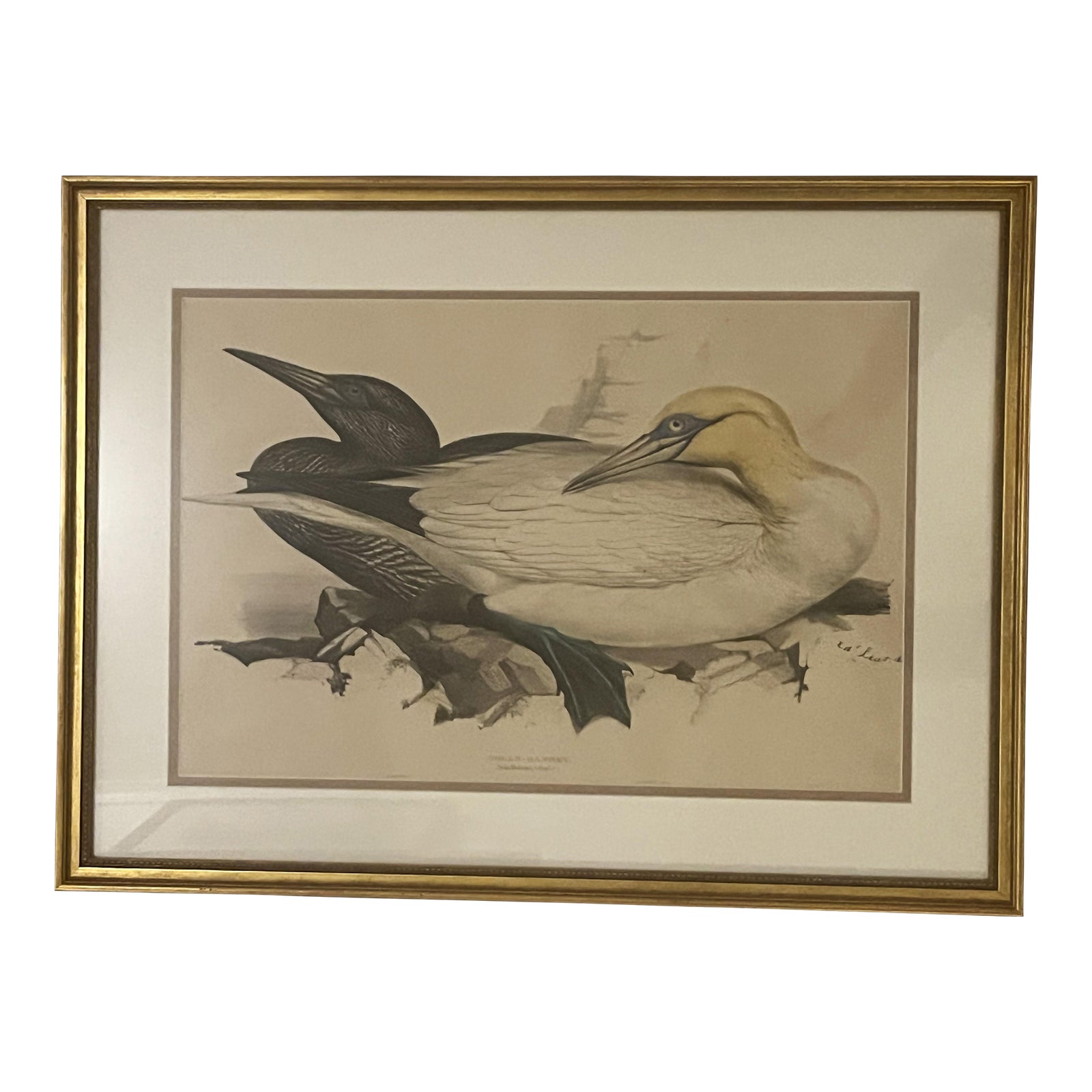 Mid 19th Century Lear Birds of Europe Pl. 412, Solan Gannet | Chairish