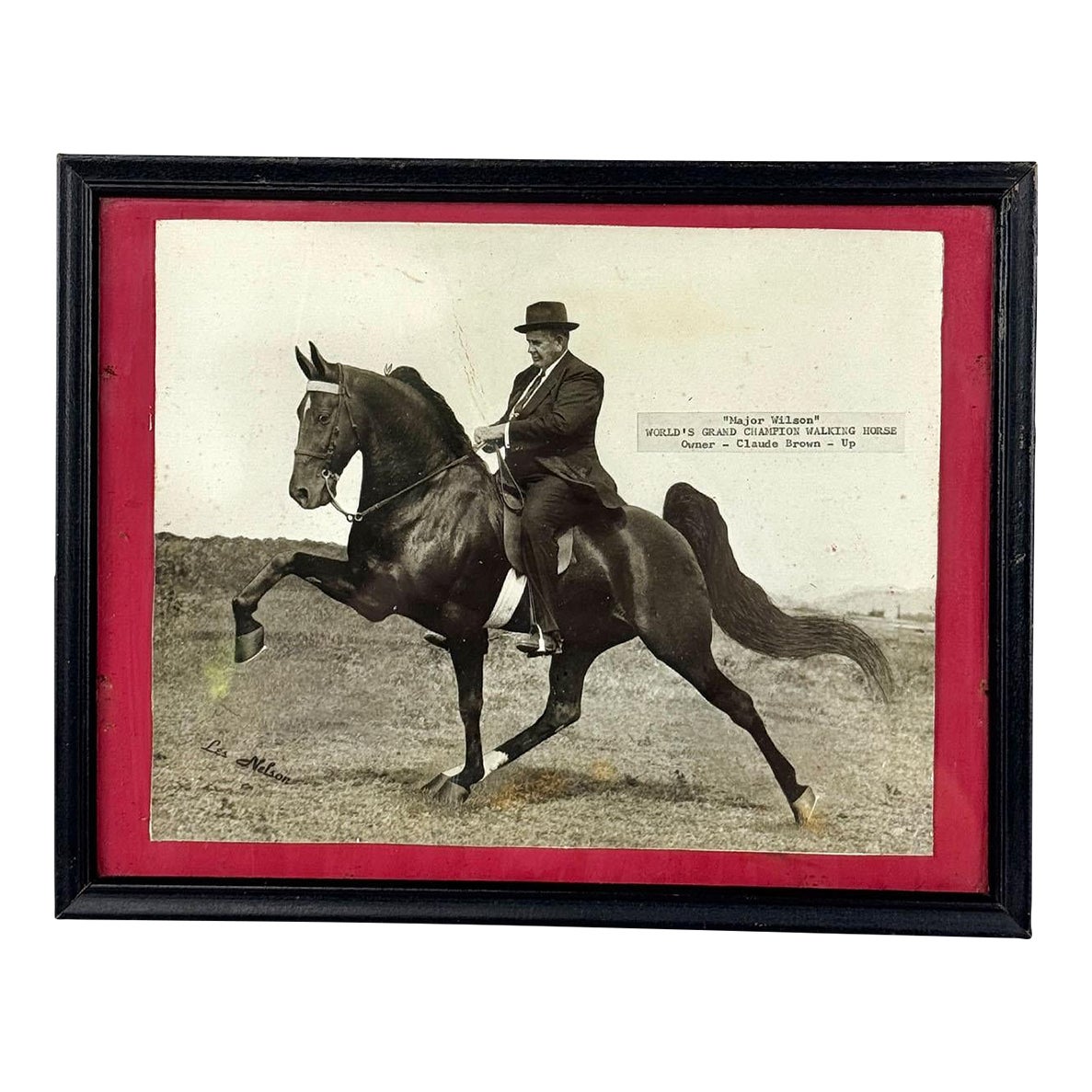 Vintage Equestrian "Major Wilson" Grand Champion Horse Framed Art ...