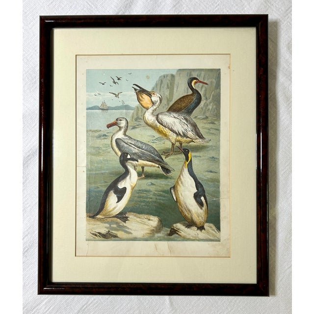 Antique Bird Lithograph Prints - Set of 5 | Chairish