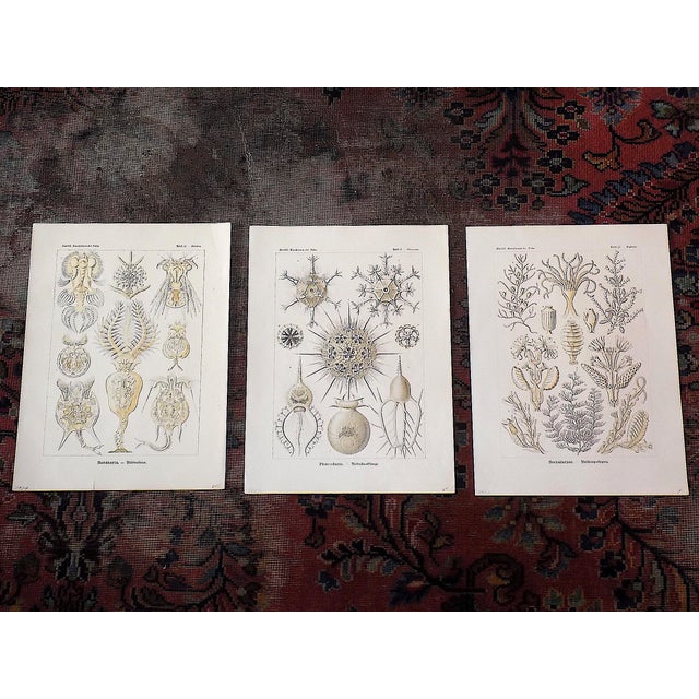 Antique 19th Century Ernst Haeckel Sea Creature Lithographs - Set of 3 ...