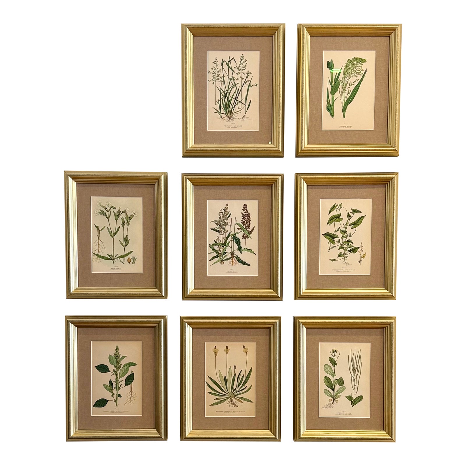 A Suite of Eight English Botanical Engravings, Late 19th Century | Chairish