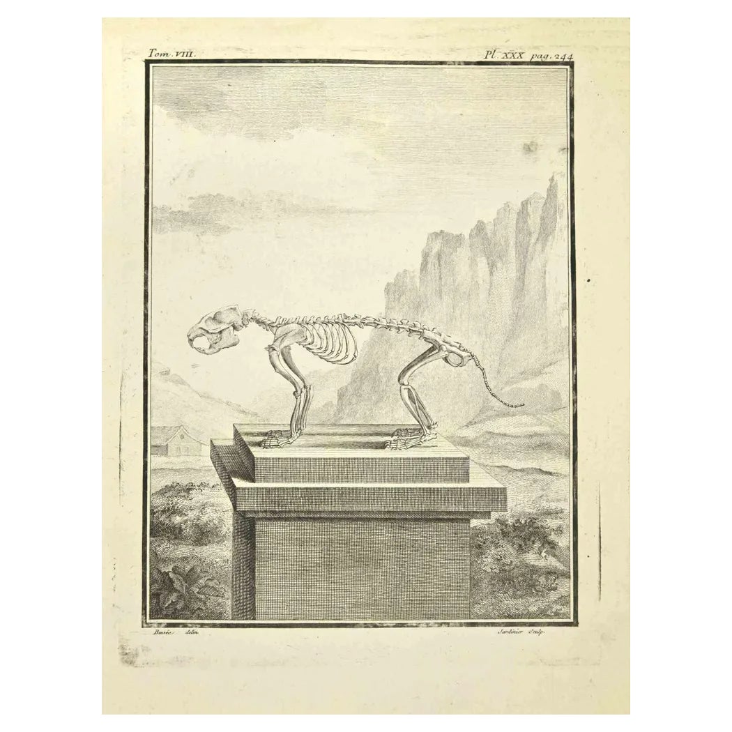 Jardinier, Skeleton, Etching, 1771 | Chairish