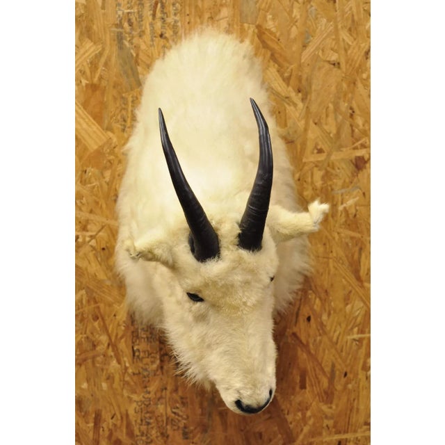 Vintage Taxidermy White Mountain Goat Head Shoulder Mount Horns | Chairish