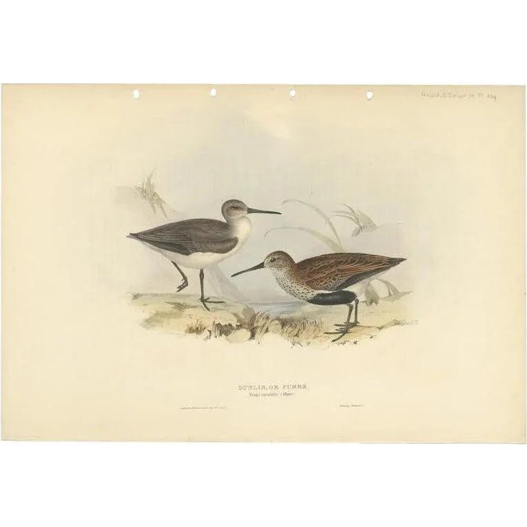 Gould, Dunlin Bird, 1832, Paper | Chairish