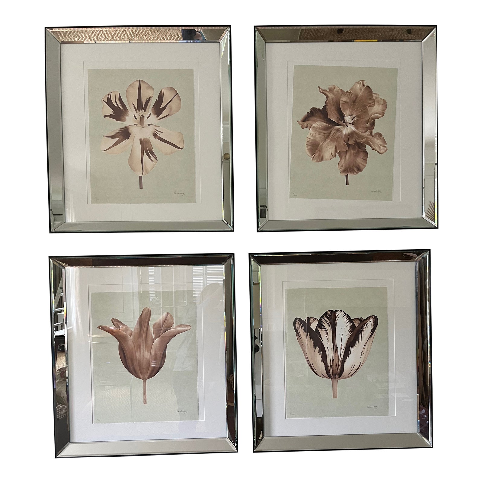 Original Botanical Prints by Peter Arnold in Trowbridge Gallery ...