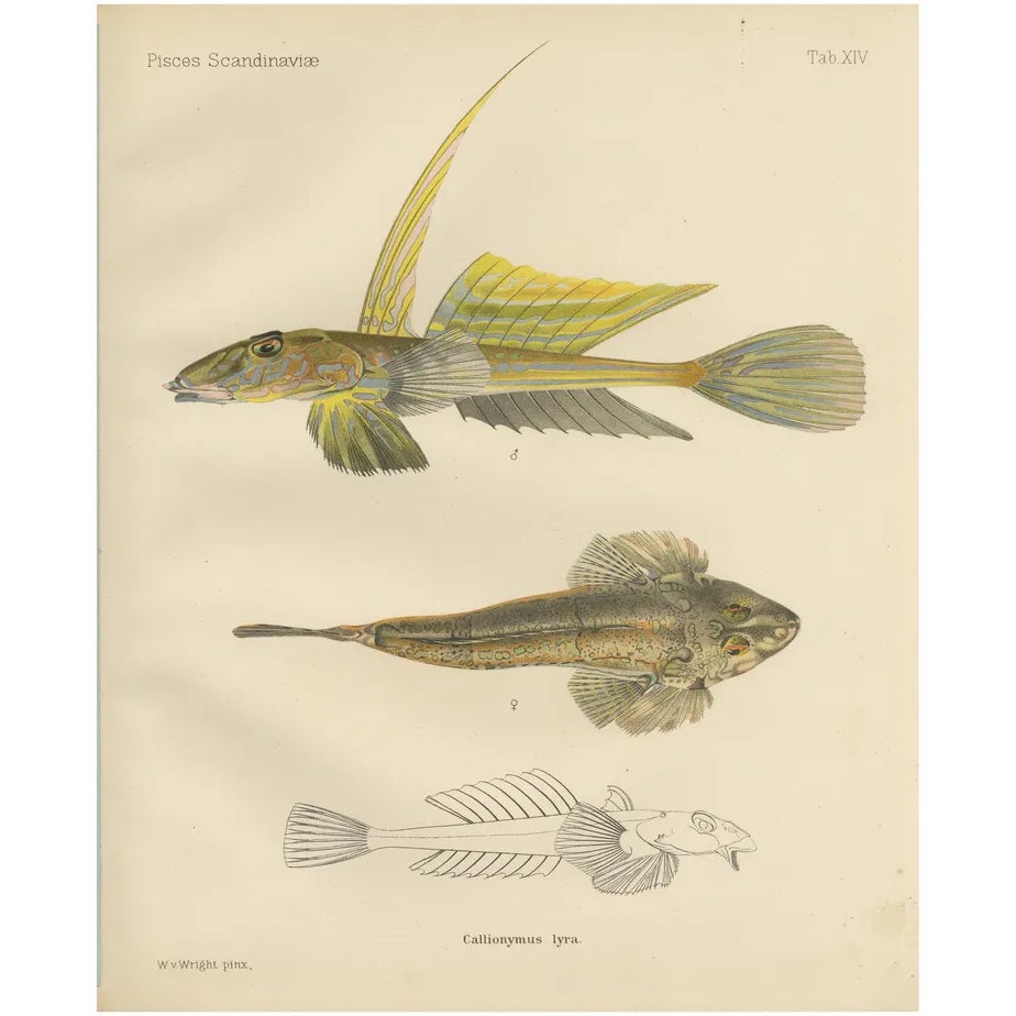 Wilhelm von Wright, Scandinavian Fish, 1895, Lithograph on Paper | Chairish