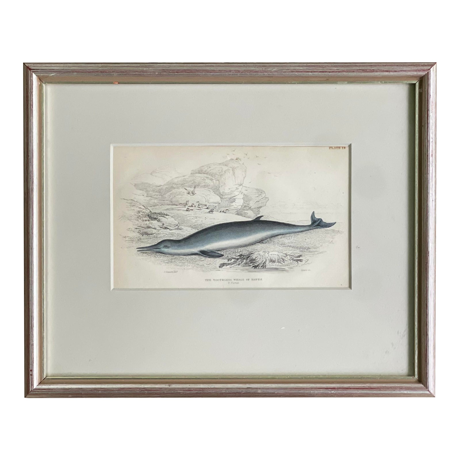 Antique 19th Cent. Whale/Whaling/Nautical Themed Hand Colored Partial ...