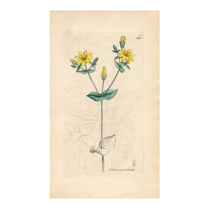 1840s, Yellow Centaury Botanical Print by James Sowerby, Original ...