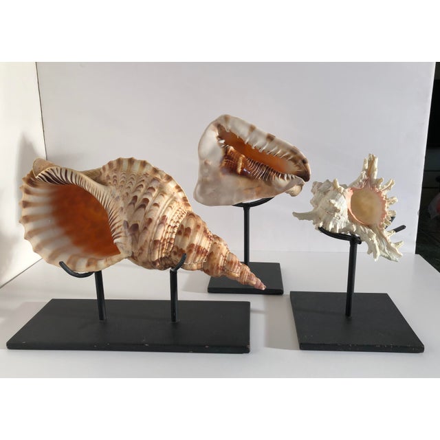 Trio Collection of Large Vintage Seashells on Iron Metal Displays ...