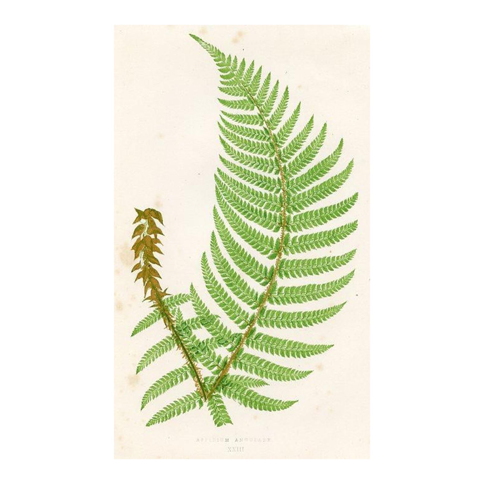 1870s, Angle Shield Fern Print, Original Antique Color Engraving ...