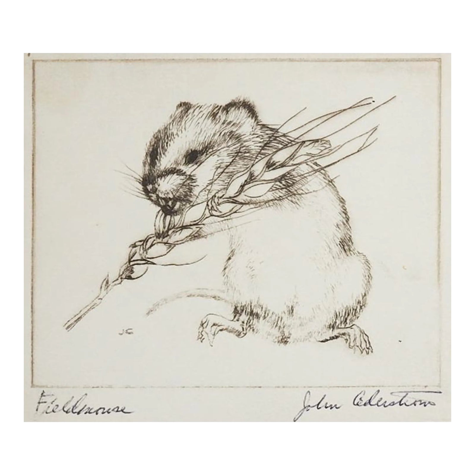 Mid 20th Century John Cederstrom Field Mouse Etching | Chairish