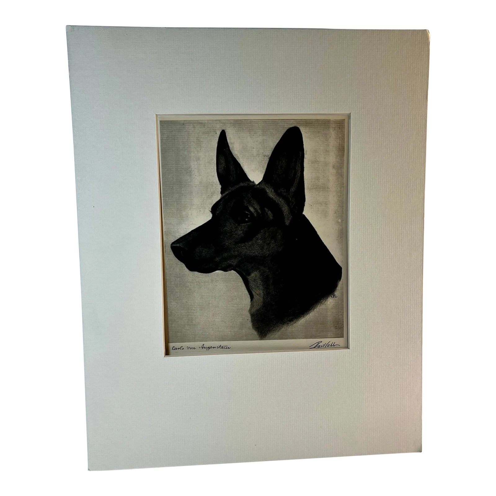 1931 German Shepherd Dog Print | Chairish