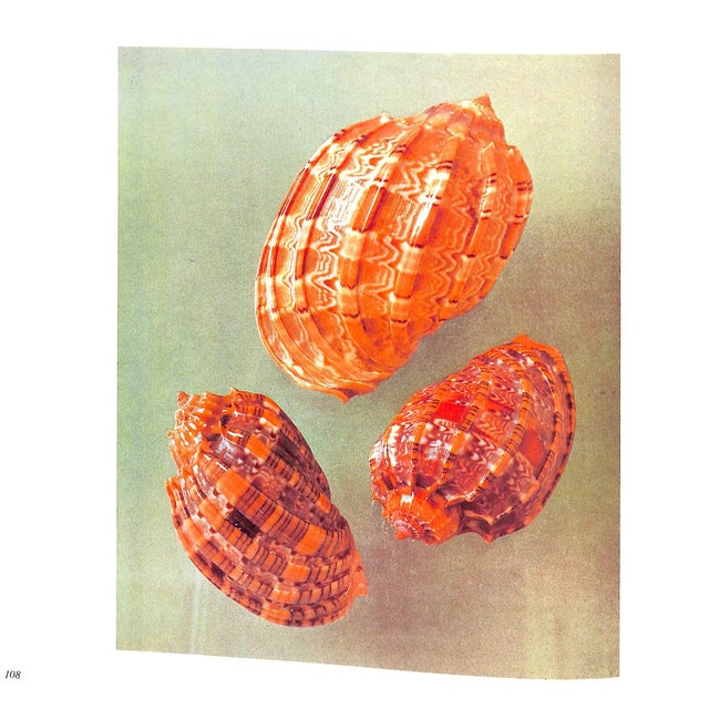 "The Shell: Five Hundred Million Years of Inspired Design" 1988 Stix ...