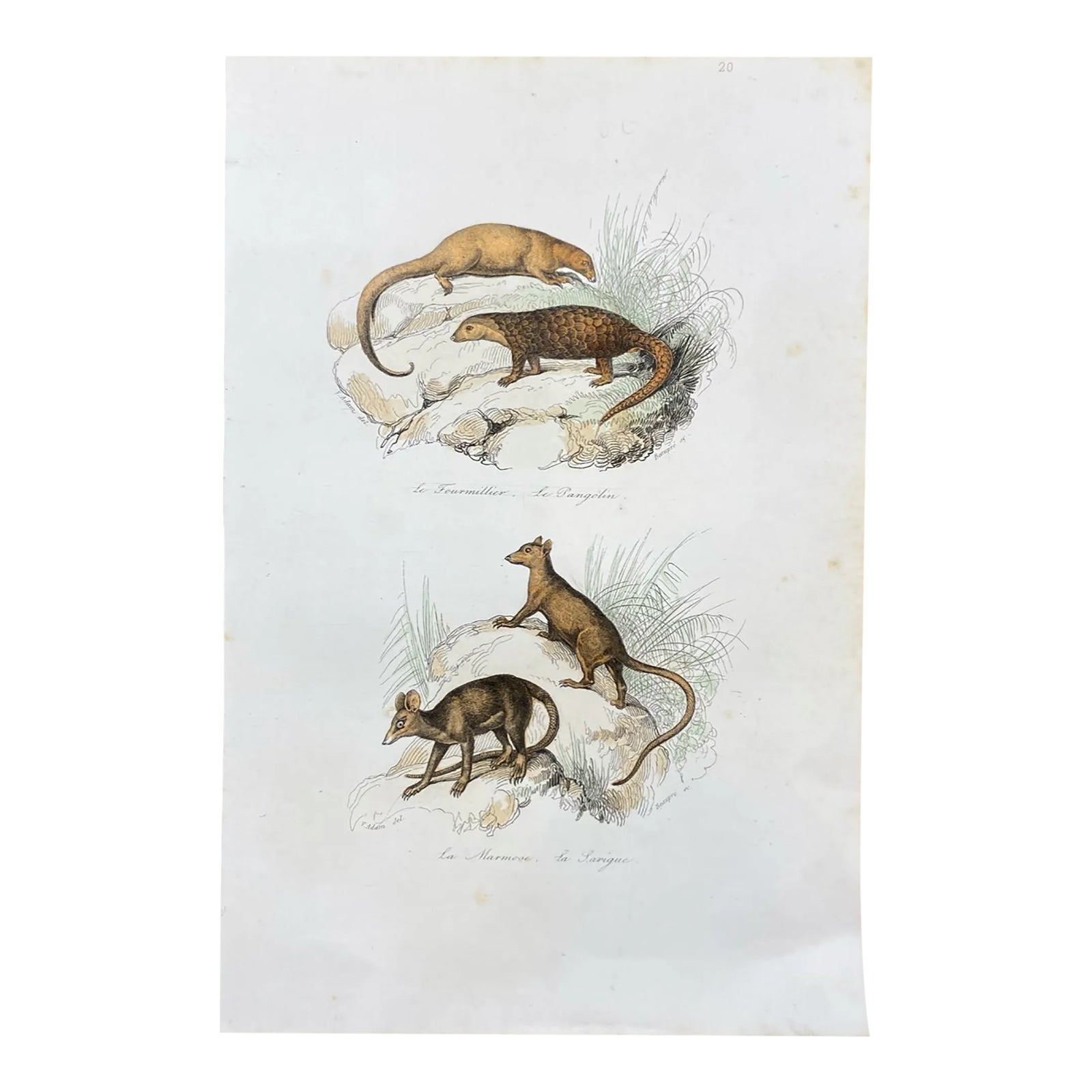 French Antique 18th Century "Le Fourmillier" Animal Engraving Hand ...