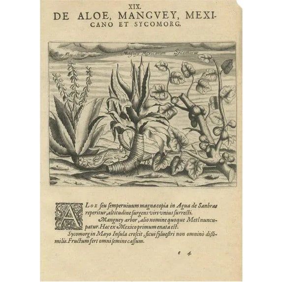 New World Flora, 1601, Paper | Chairish