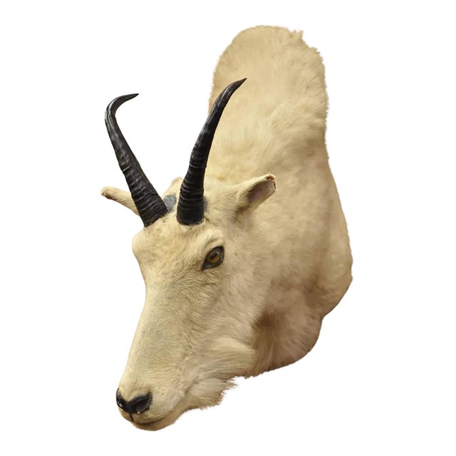 Vintage Taxidermy White Mountain Goat Head Shoulder Mount Horns | Chairish