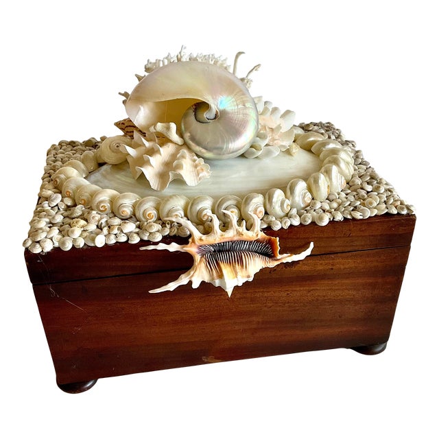 Antique Shell Collectors Box | Chairish