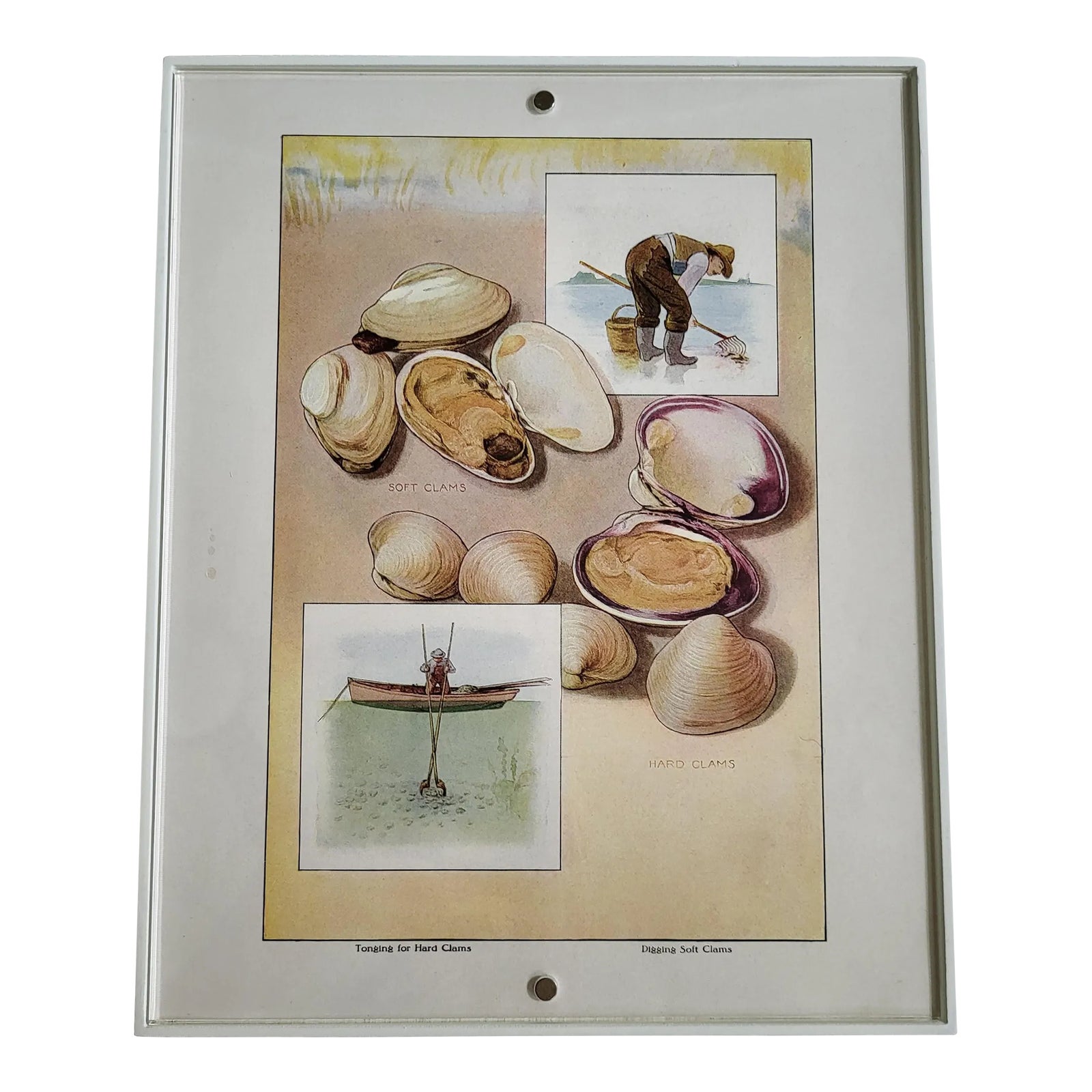 1911 Framed Culinary Clams Art Print | Chairish