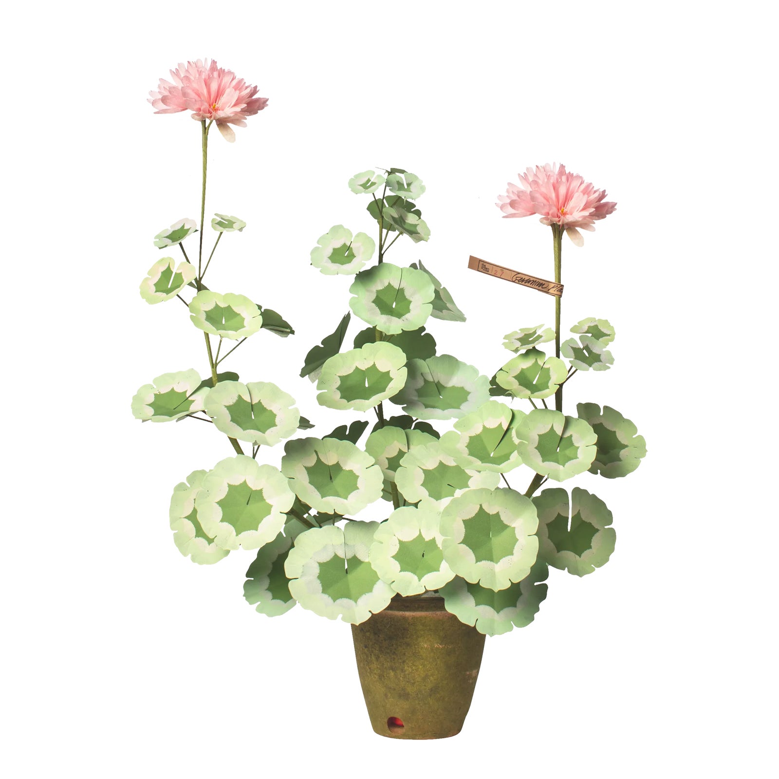 The Green Vase Geranium Plant in Blush | Chairish