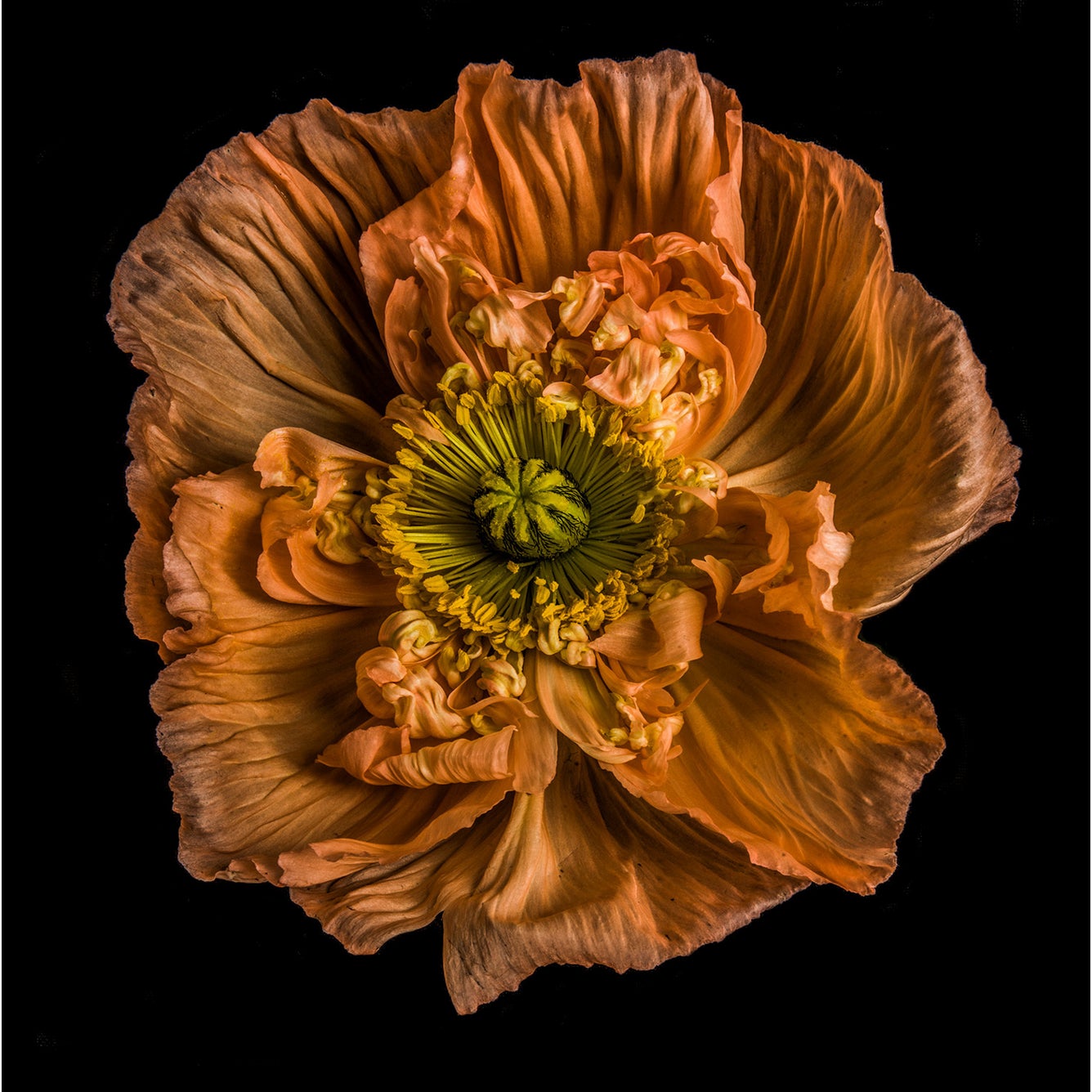 Iceland Poppy by Dale Grant – Signed Limited Edition Fine Art ...