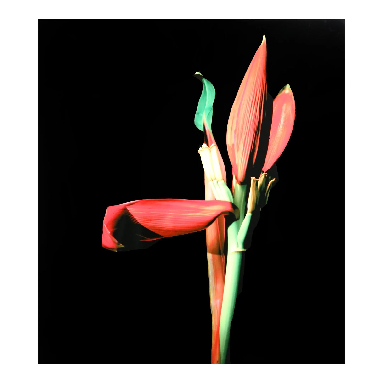 Botanica Magnifica, Jonathan Singer, Photography | Chairish