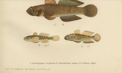 viviparous fish