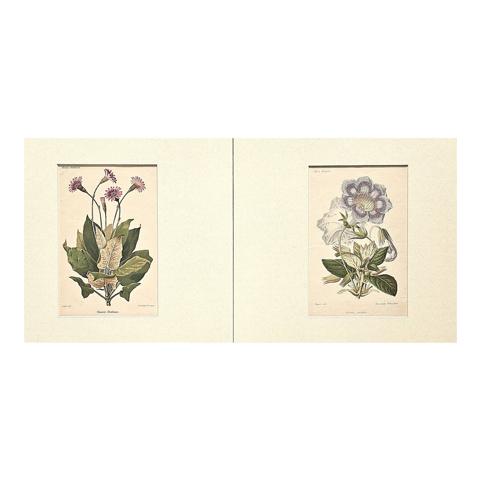1883 Set of 2 Antique French Botanical Lithographs-Revue Horticole ...