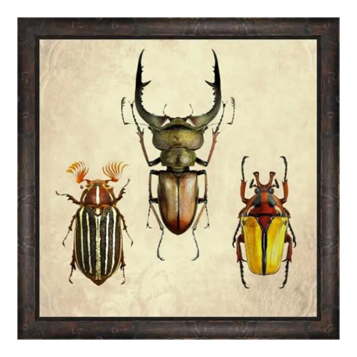 Realist Beetles and Bugs Still Life Original Print | Chairish