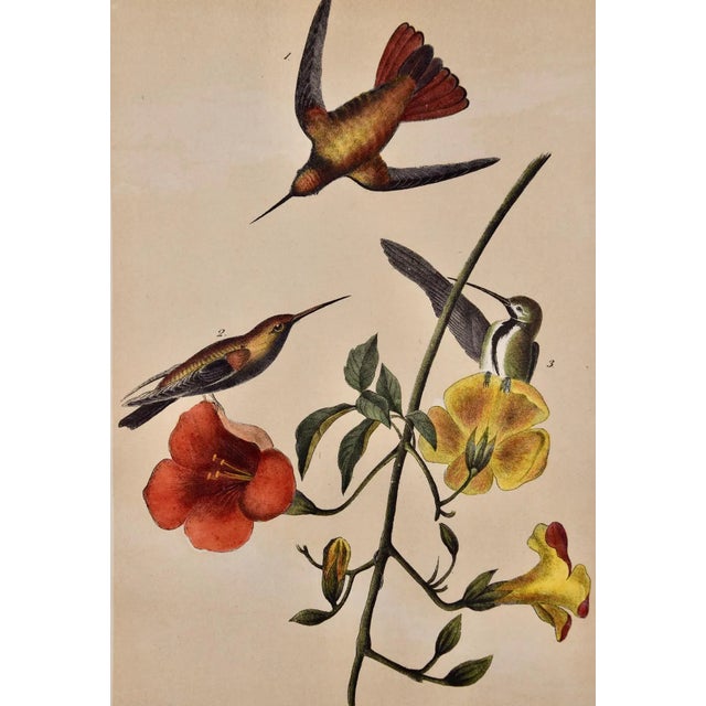 John James Audubon Mango Hummingbirds: An Original 19th C. Audubon Hand ...