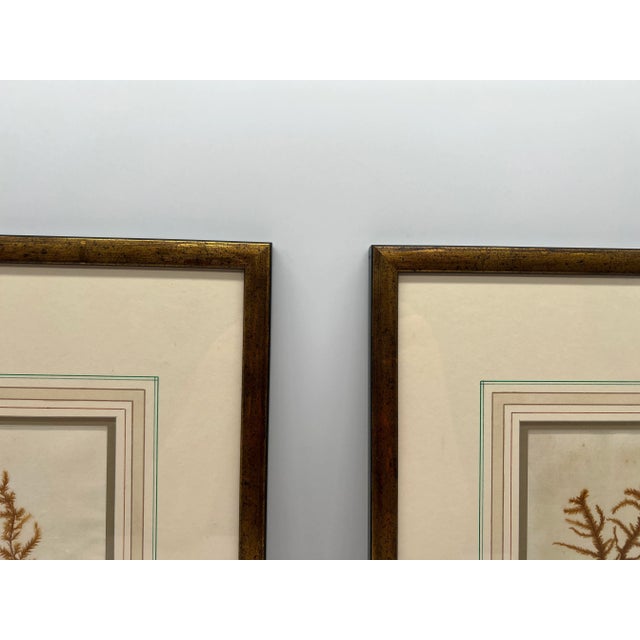 Collection of (4) Four Antique Botanical Specimens | Chairish