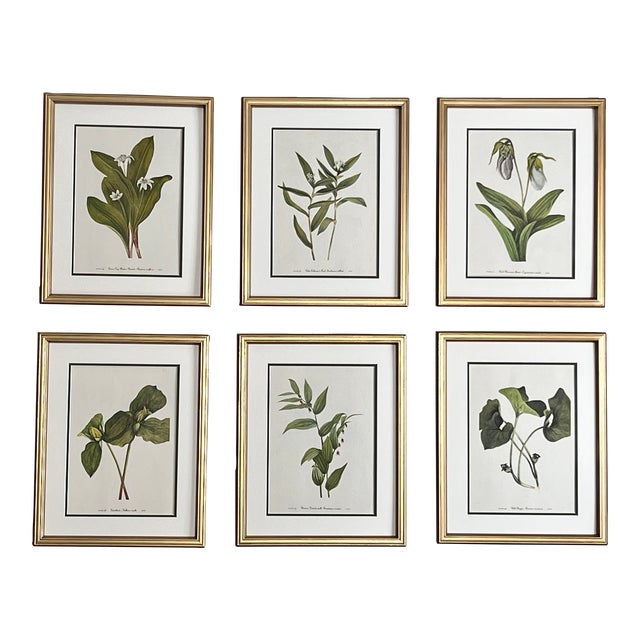 Framed Botanical Prints -Set of 6-1978 Wild Flower Prints | Chairish
