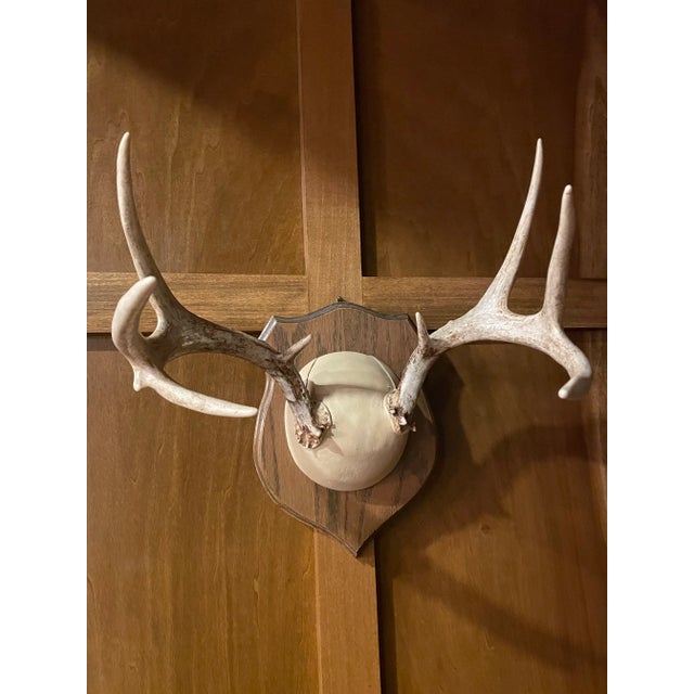 Mid 20th Century 8 Point Deer Antler Mount | Chairish
