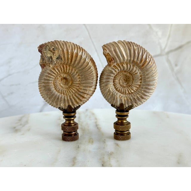 Ribbed Ammonite Shell Lamp Finials on Bronze Hardware - a Pair | Chairish