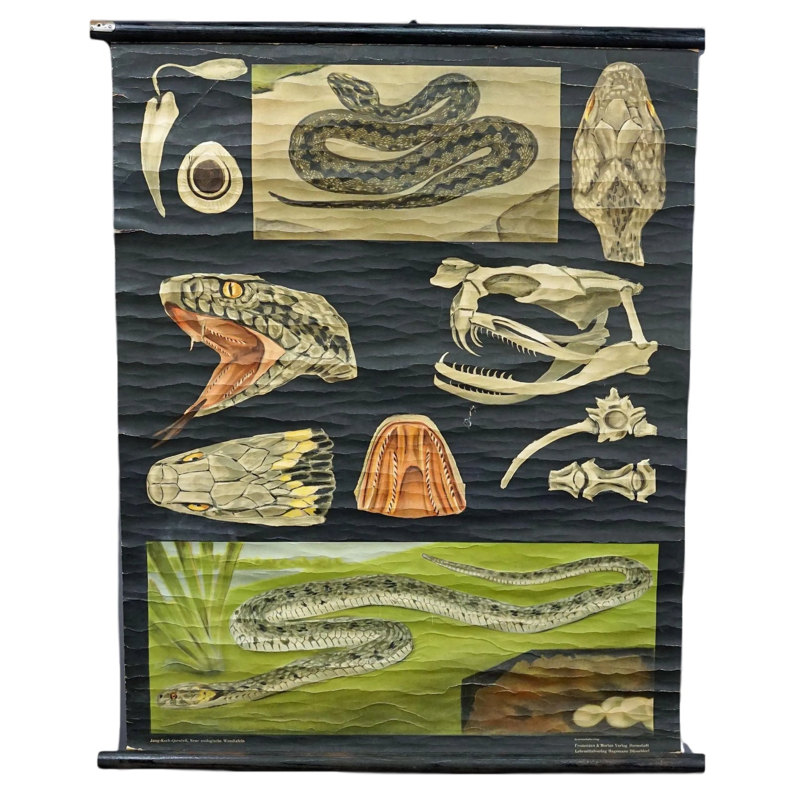 Snake Serpent Wall Chart from Jung Koch Quentell, 1960s | Chairish