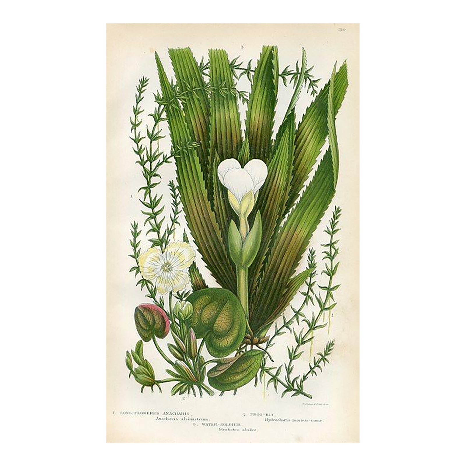 1870s, Water Soldier Botanical Print by Anne Pratt, Original Antique ...