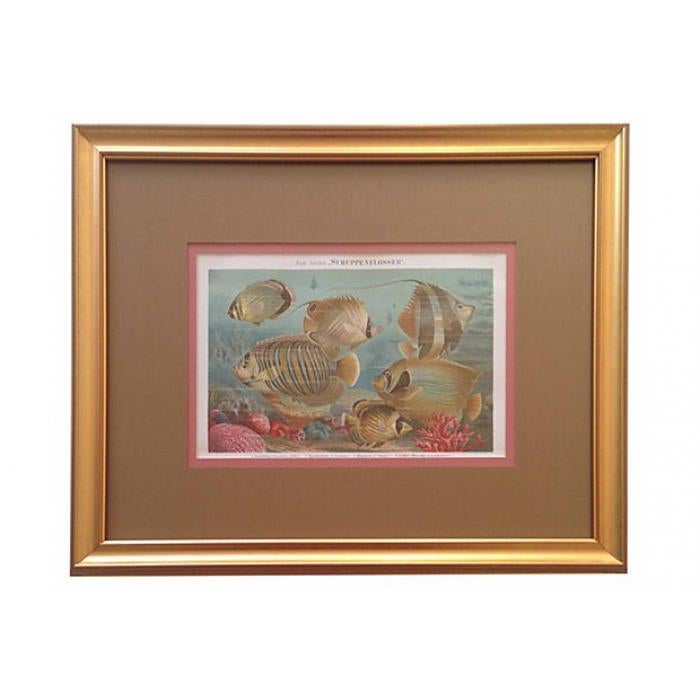 Tropical Fish & Coral Lithograph, 1887 | Chairish