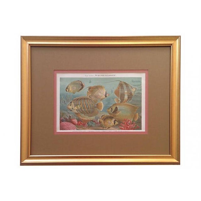 Tropical Fish & Coral Lithograph, 1887 | Chairish