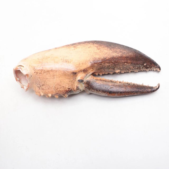 Very Large Sea Shell Lobster Claw Specimen | Chairish
