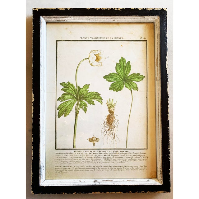 Vintage French Botanical Prints Reproductions Framed - Set of 4 | Chairish