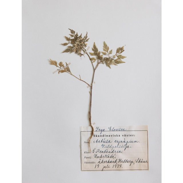 Custom Framed Antique Herbarium Botanical Specimens - Set of Four ...